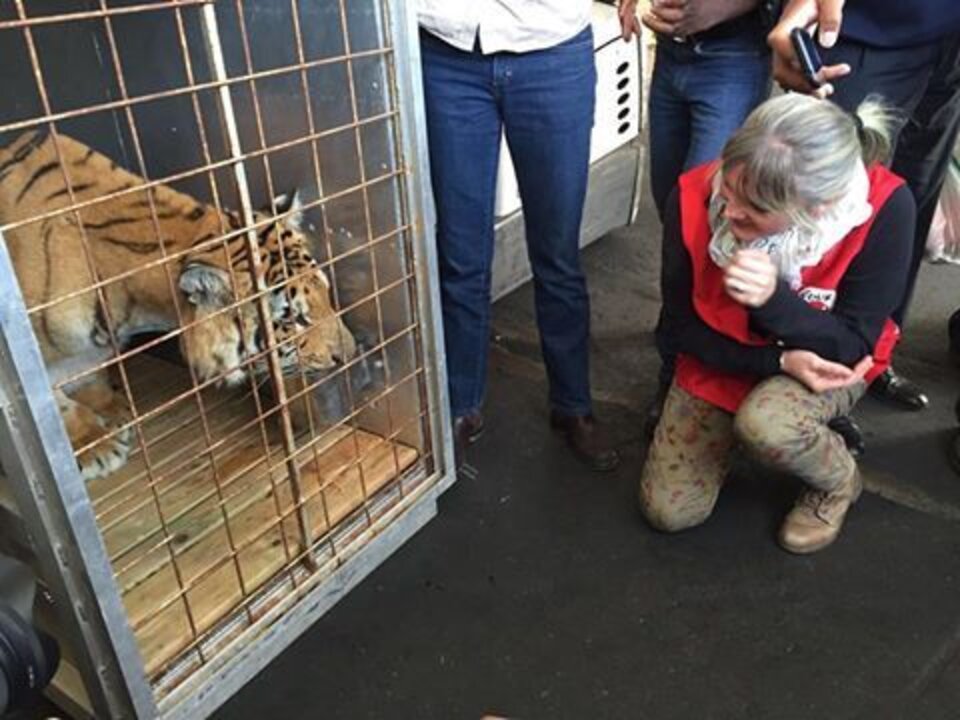 Tiger Freed From 'Worst Zoo In World' Loves Life Outside A Cage - The Dodo