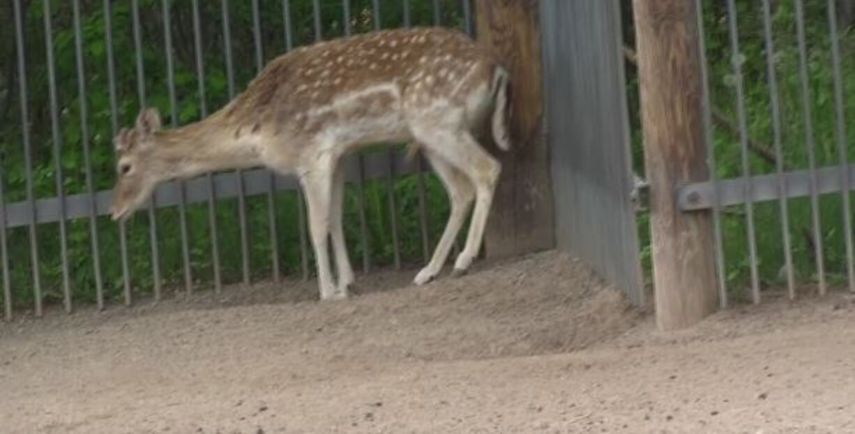 Injured Baby Deer Limps Around Animal Park While Tourists Watch - The Dodo