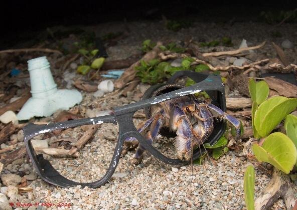 Stunning Photos Show Hermit Crabs Making Homes Out Of Human Trash - The ...