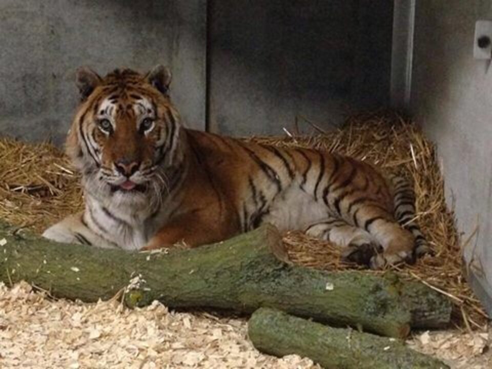England's Oldest Tiger Passes Away - The Dodo