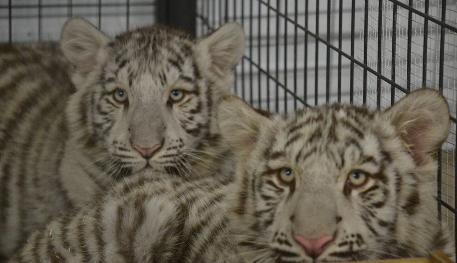 Tiger Brothers Rescued As Cubs Still Sleep Together Every Night - The Dodo