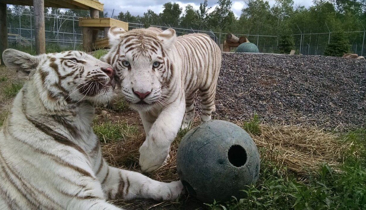 Tiger Brothers Rescued As Cubs Still Sleep Together Every Night - The Dodo