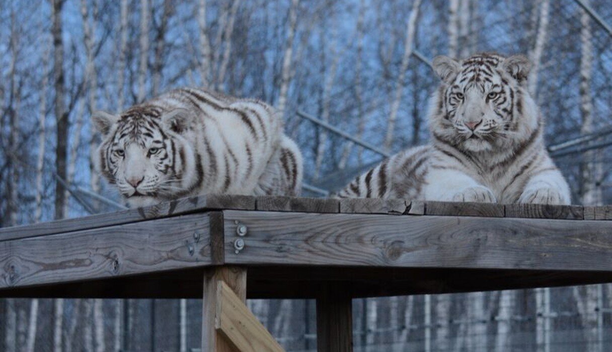 Tiger Brothers Rescued As Cubs Still Sleep Together Every Night - The Dodo