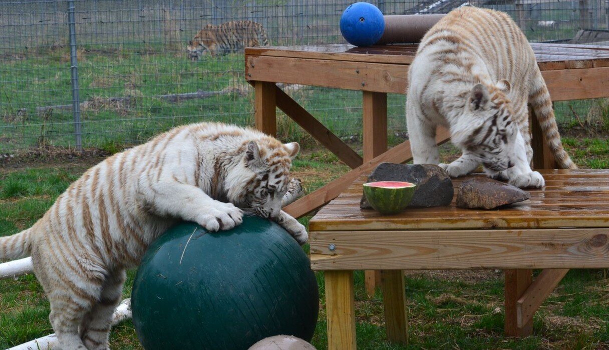 Tiger Brothers Rescued As Cubs Still Sleep Together Every Night - The Dodo