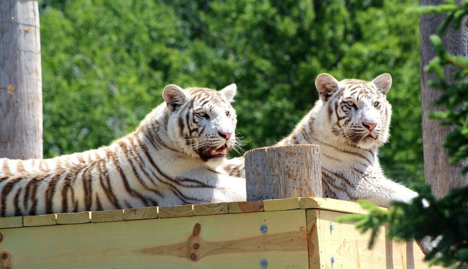 Tiger Brothers Rescued As Cubs Still Sleep Together Every Night - The Dodo