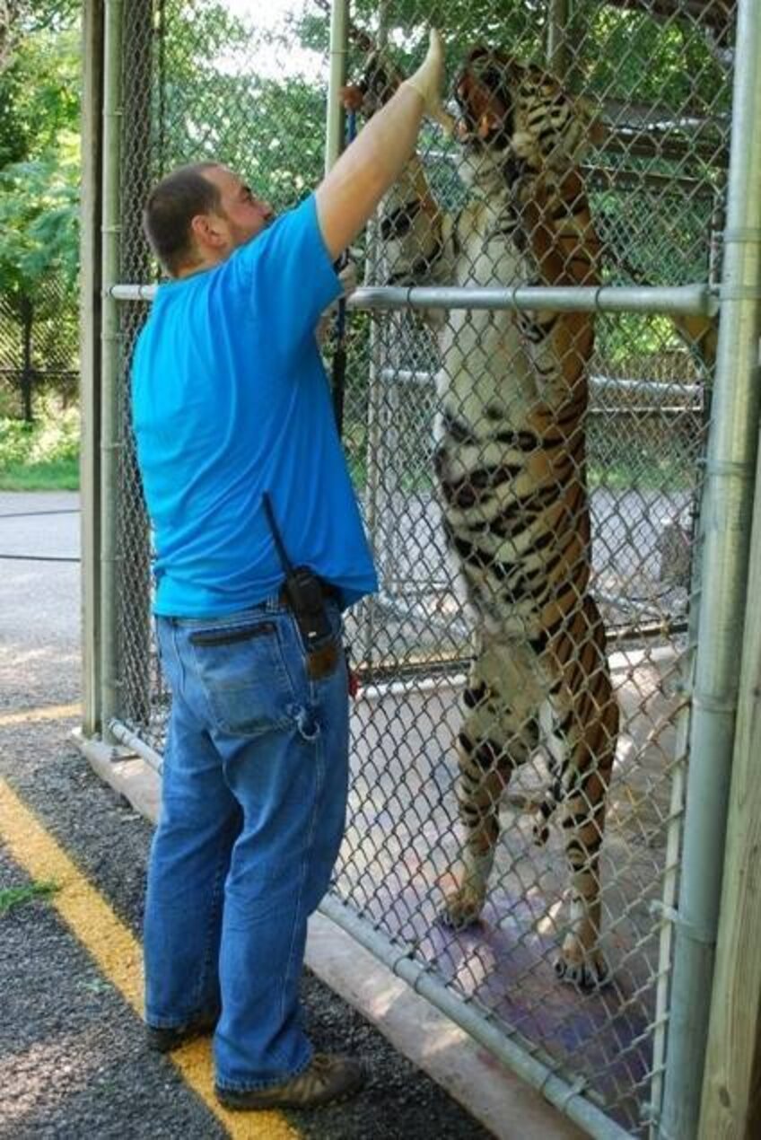 Zoo Introduces Two Tigers To Each Other — And One Loses Her Leg - The Dodo