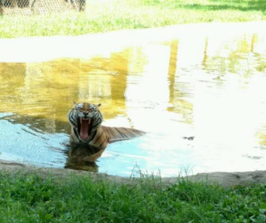 Zoo Introduces Two Tigers To Each Other — And One Loses Her Leg - The Dodo
