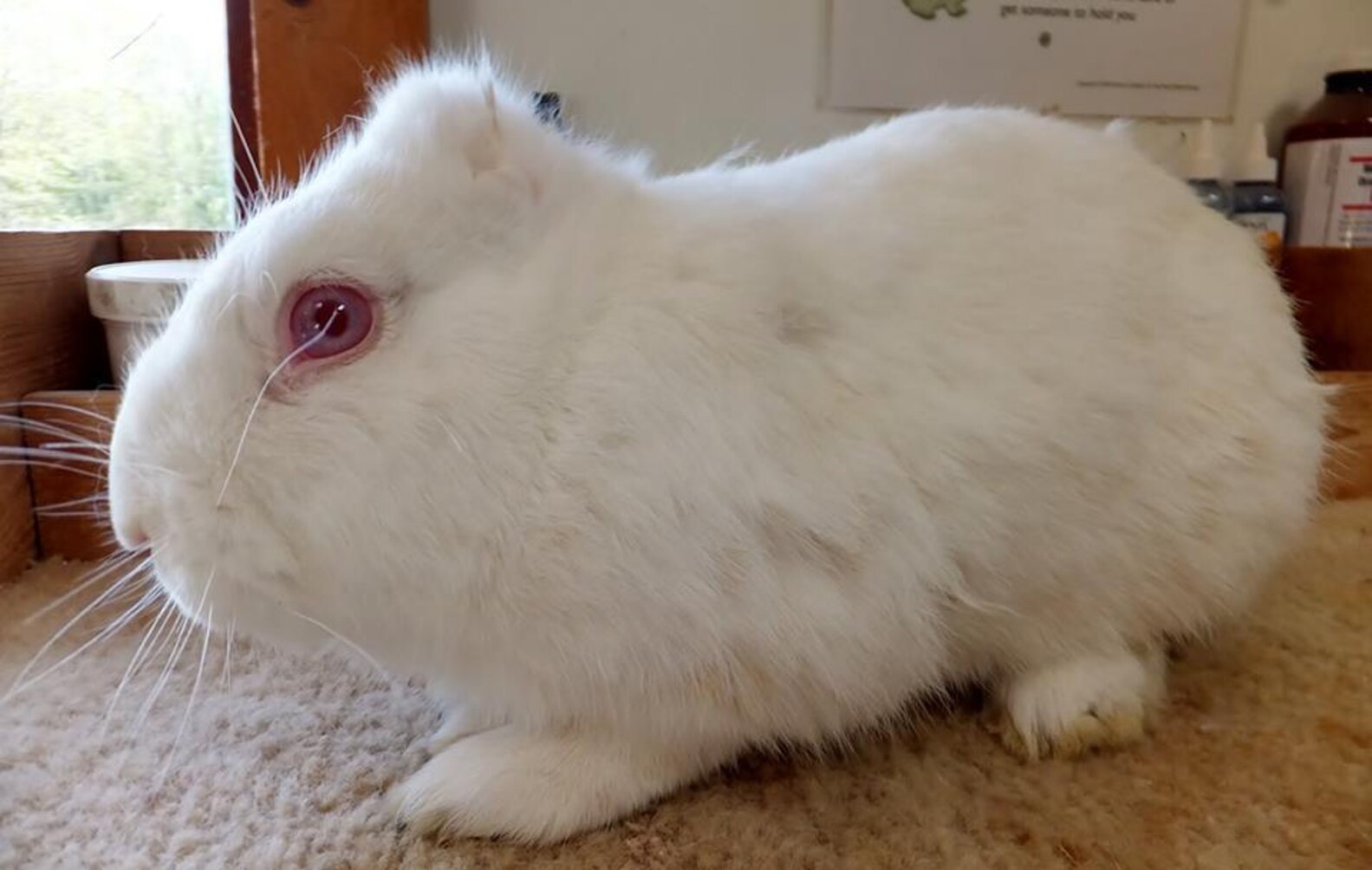 Animal Rescuer Wakes Up To Containers On Her Driveway - The Dodo