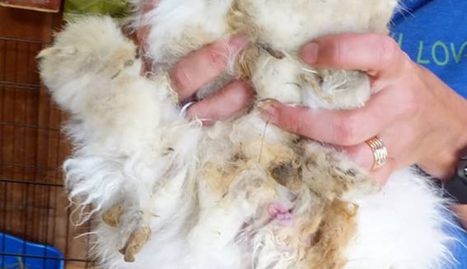 Animal Rescuer Wakes Up To Containers On Her Driveway - The Dodo