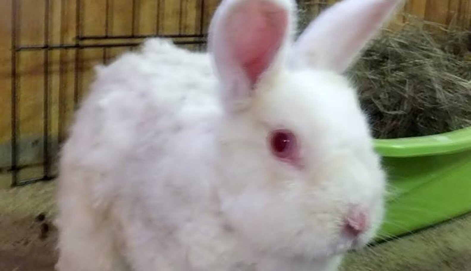 Animal Rescuer Wakes Up To Containers On Her Driveway - The Dodo