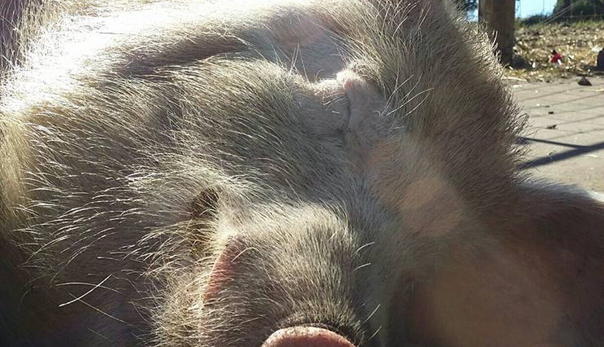 Litter Of Piglets Grows Up Knowing Nothing But Love - The Dodo