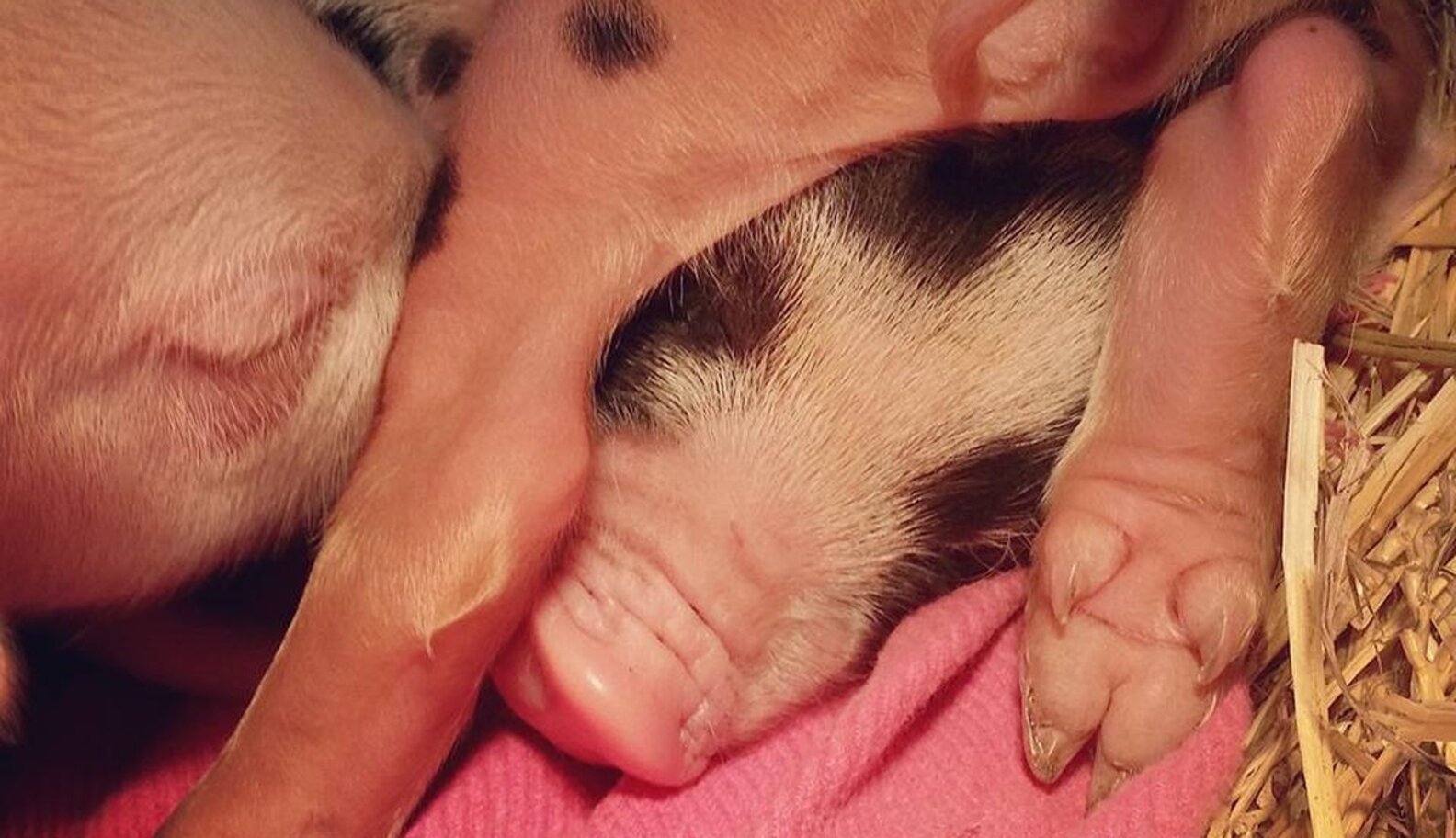 Litter Of Piglets Grows Up Knowing Nothing But Love - The Dodo