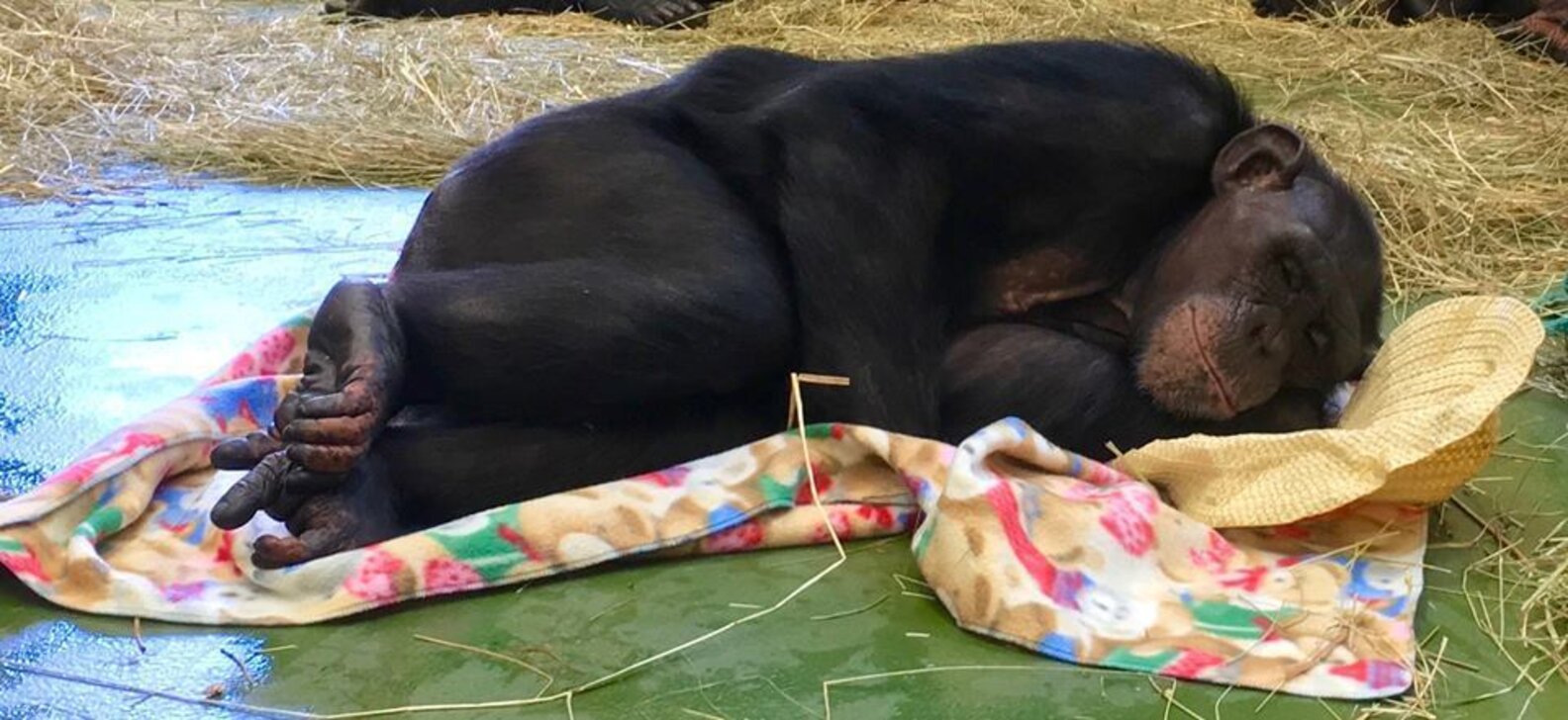 Former Lab Chimps Try Watermelon — And They REALLY Like It - The Dodo