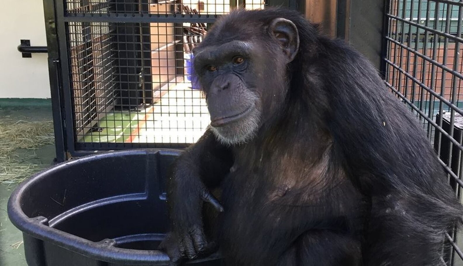 Former Lab Chimps Try Watermelon — And They REALLY Like It - The Dodo