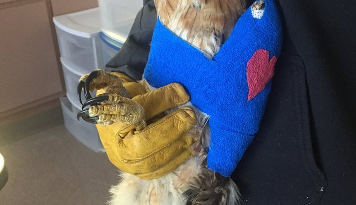 Woman Finds Injured Hawk In Her Yard And Saves His Life - The Dodo