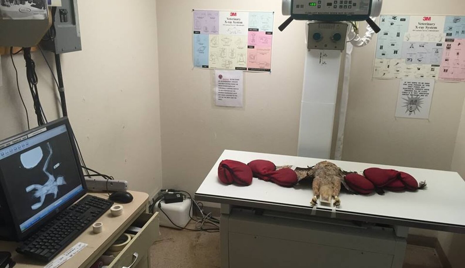 Woman Finds Injured Hawk In Her Yard And Saves His Life - The Dodo