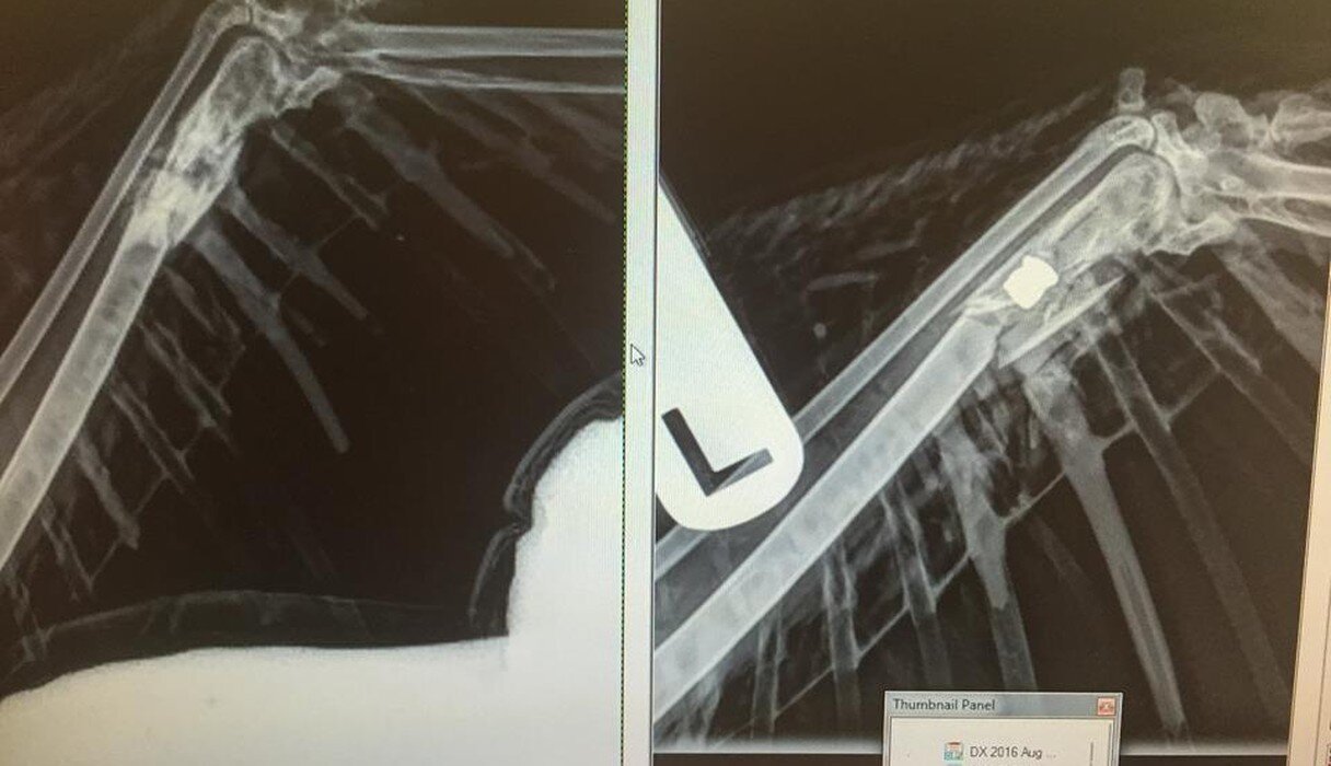 Woman Finds Injured Hawk In Her Yard And Saves His Life - The Dodo