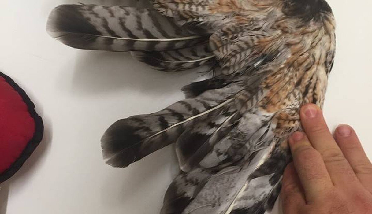 Woman Finds Injured Hawk In Her Yard And Saves His Life - The Dodo