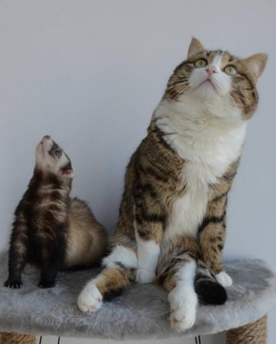 Ferret's Favorite Place To Sleep Is On His Cat Brother - The Dodo