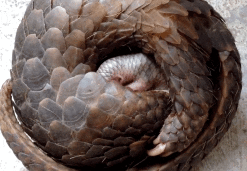 Rescuers Had No Idea This Pangolin Was About To Become A Mom - The Dodo