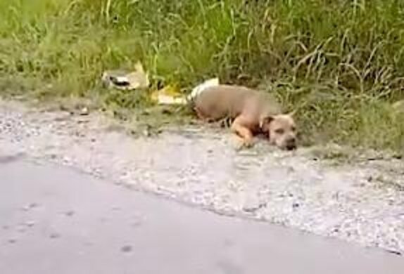 'Dead' Dog On Side Of Road Lifts Her Head To Tell Woman She's Alive ...