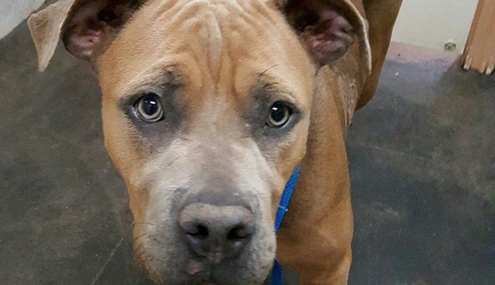 'Dead' Dog On Side Of Road Lifts Her Head To Tell Woman She's Alive ...