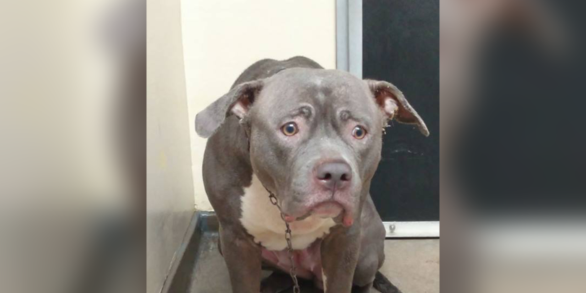 Dog Makes The Saddest Face When Family Abandons Her At Shelter - The Dodo
