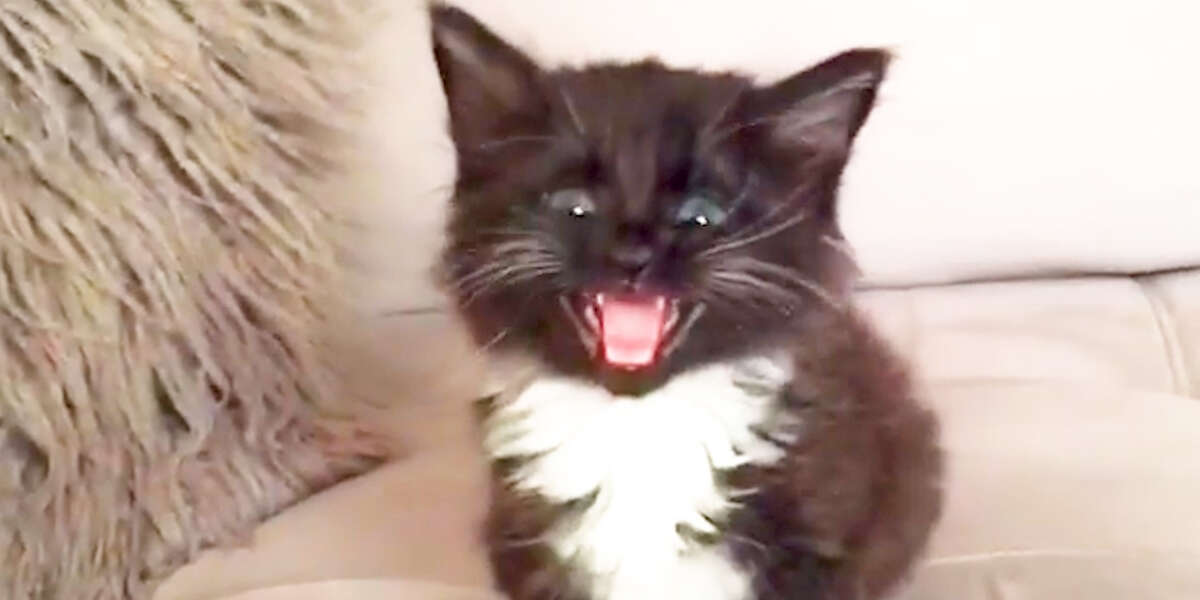 This Family Can't Stop Taking In Foster Kittens - Videos - The Dodo