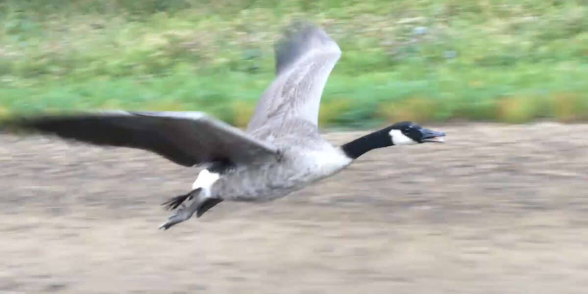 Lost Goose Follows Guy Back To Lake - Videos - The Dodo