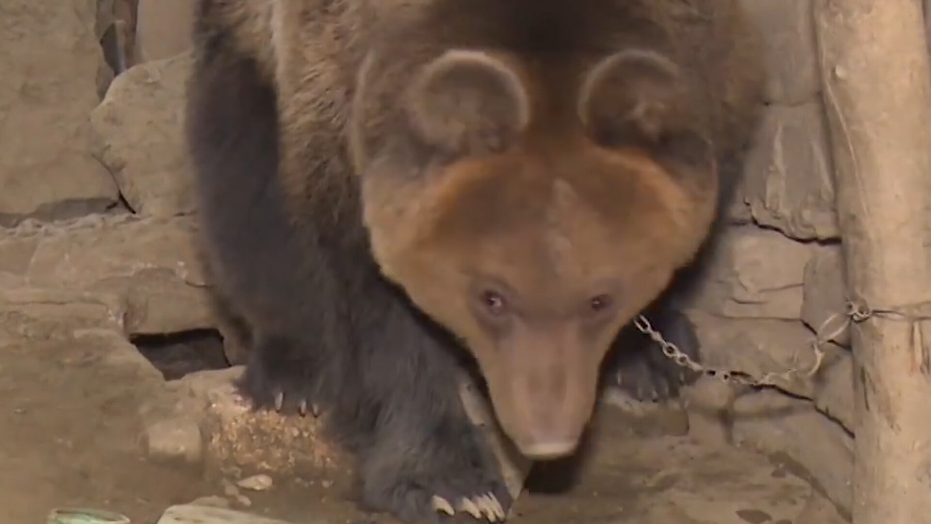 Albania Bears - The Dodo