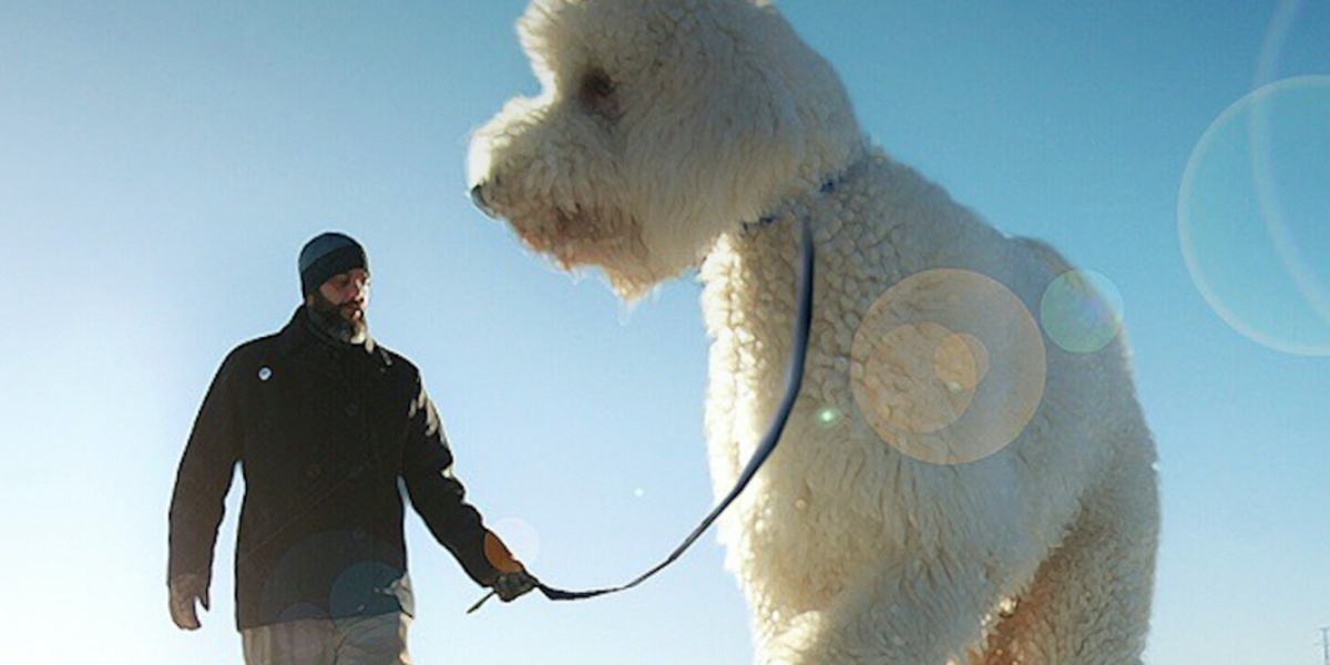 Guy Uses Photoshop To Make His Dog Look ENORMOUS - Videos - The Dodo