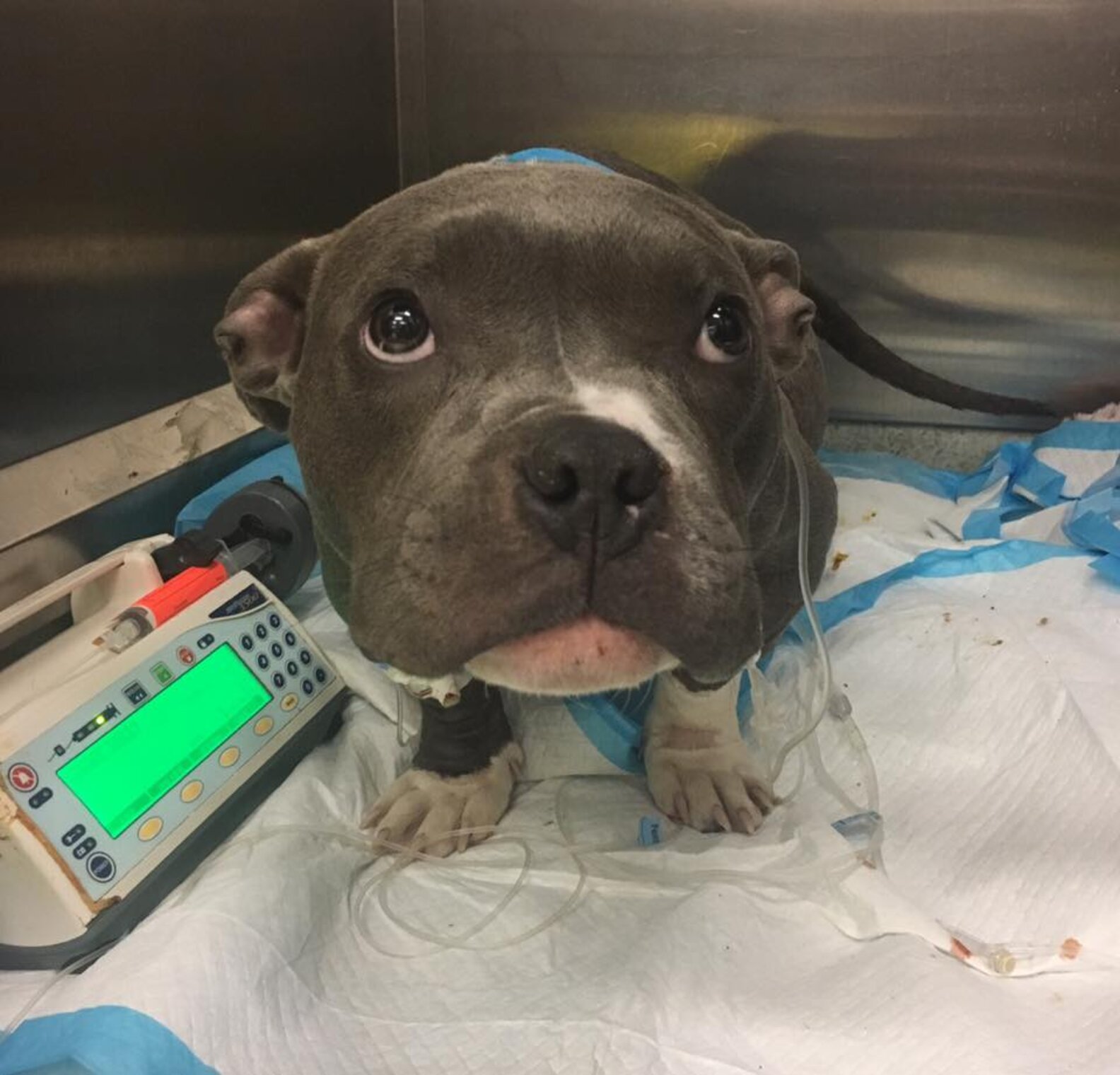 Pit Bull Found Alone And Tied To Pole Has The Best New Dad Now - The Dodo
