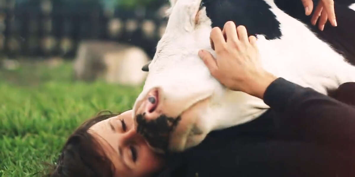 Rescued Cows Love Getting Hugs - Videos - The Dodo