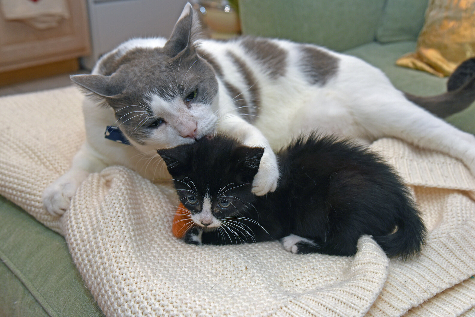 Cat Loves Caring For His Foster Kittens - The Dodo