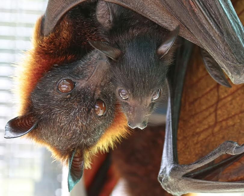 People Are Killing Hundreds Of Bats In Attempt To Cure Asthma - The Dodo