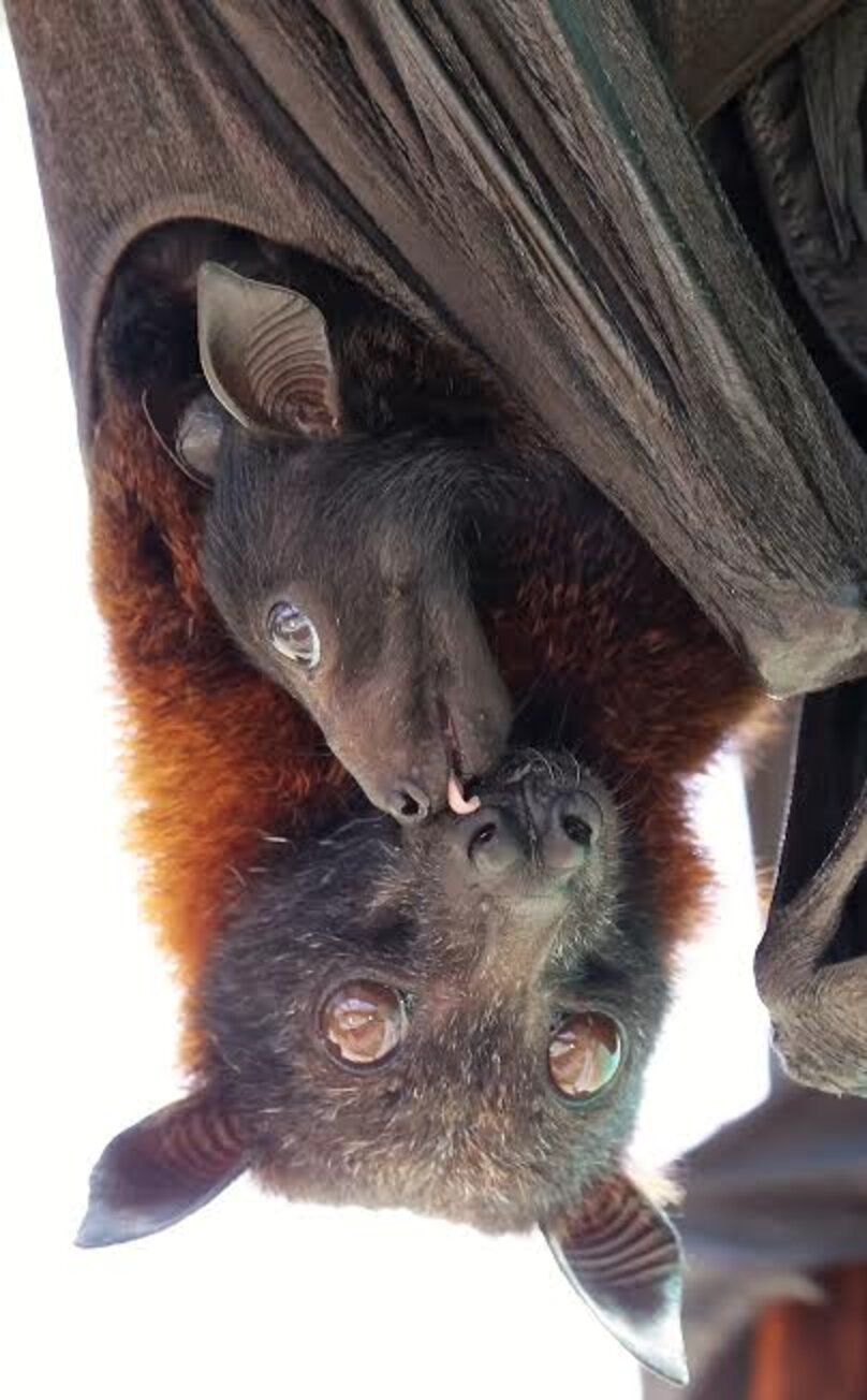 People Are Killing Hundreds Of Bats In Attempt To Cure Asthma - The Dodo