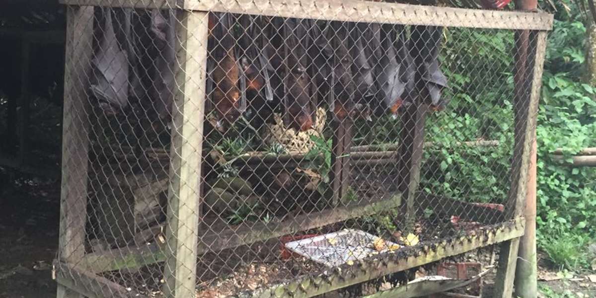 People Are Killing Hundreds Of Bats In Attempt To Cure Asthma - The Dodo