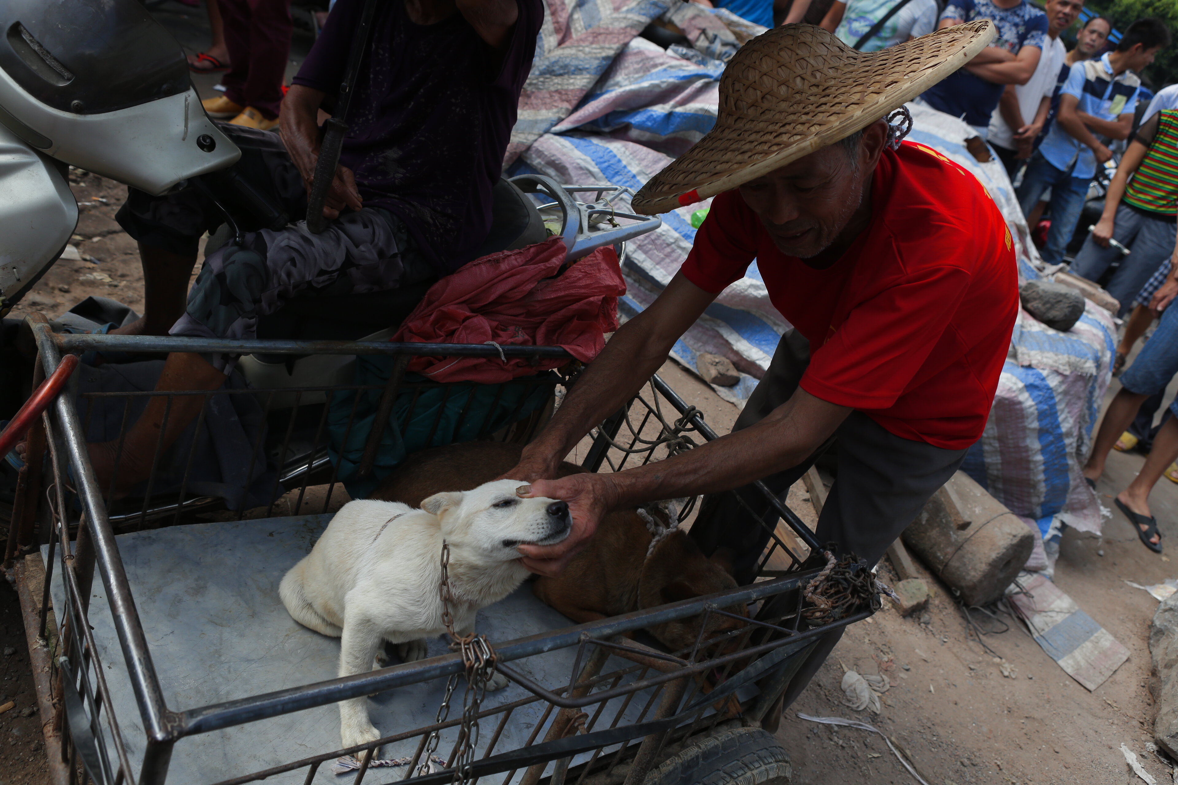 Dogs Are Still Being Killed At Yulin Festival Despite Dog Meat Ban ...