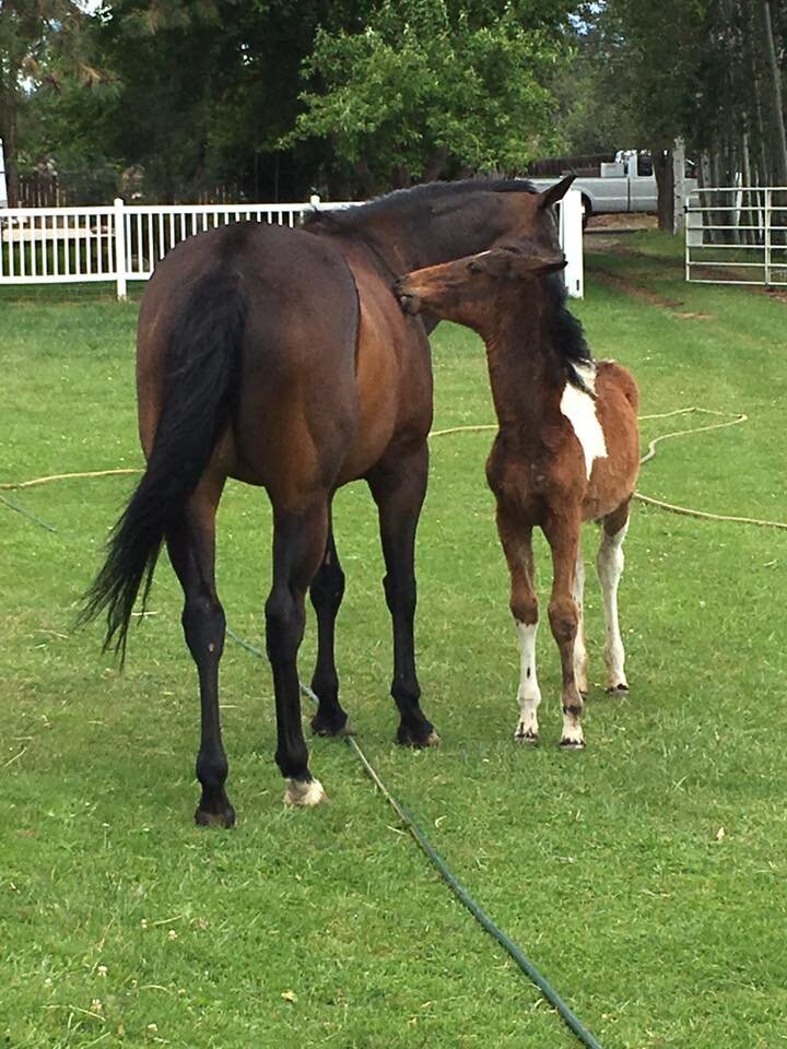 Horse Becomes A Dad To Little Orphan - The Dodo