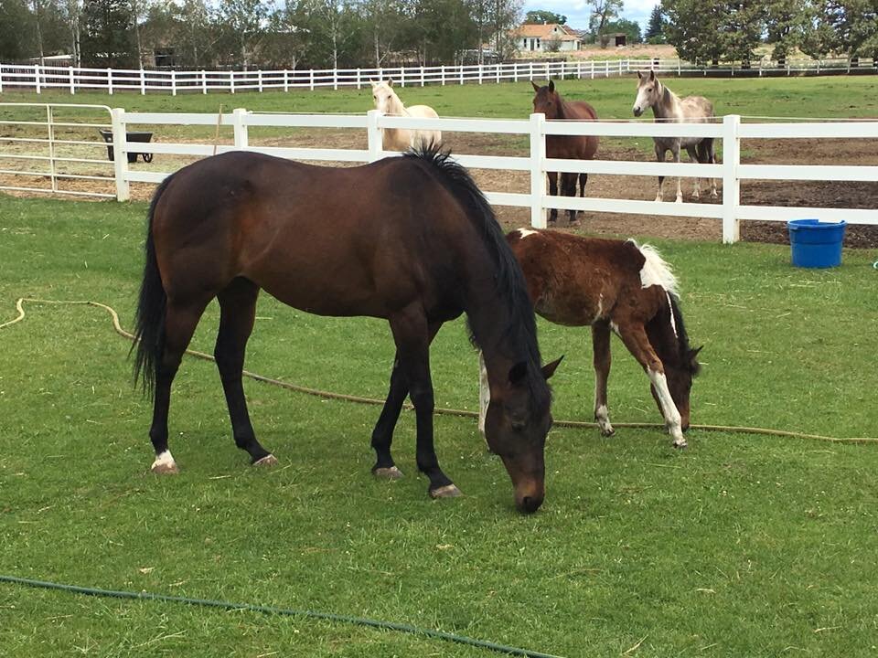 Horse Becomes A Dad To Little Orphan - The Dodo