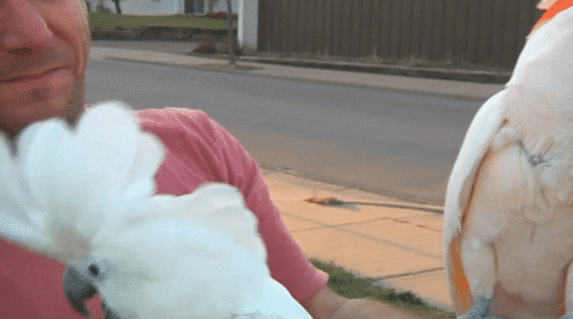 Razor Scooter Tricks: We Found the Best Razor Scooter Video Online ...