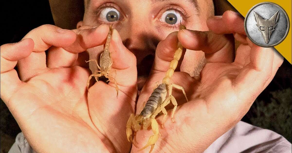 Coyote Peterson Gets Stung By Two Scorpions to Compare the Pain - Thrillist