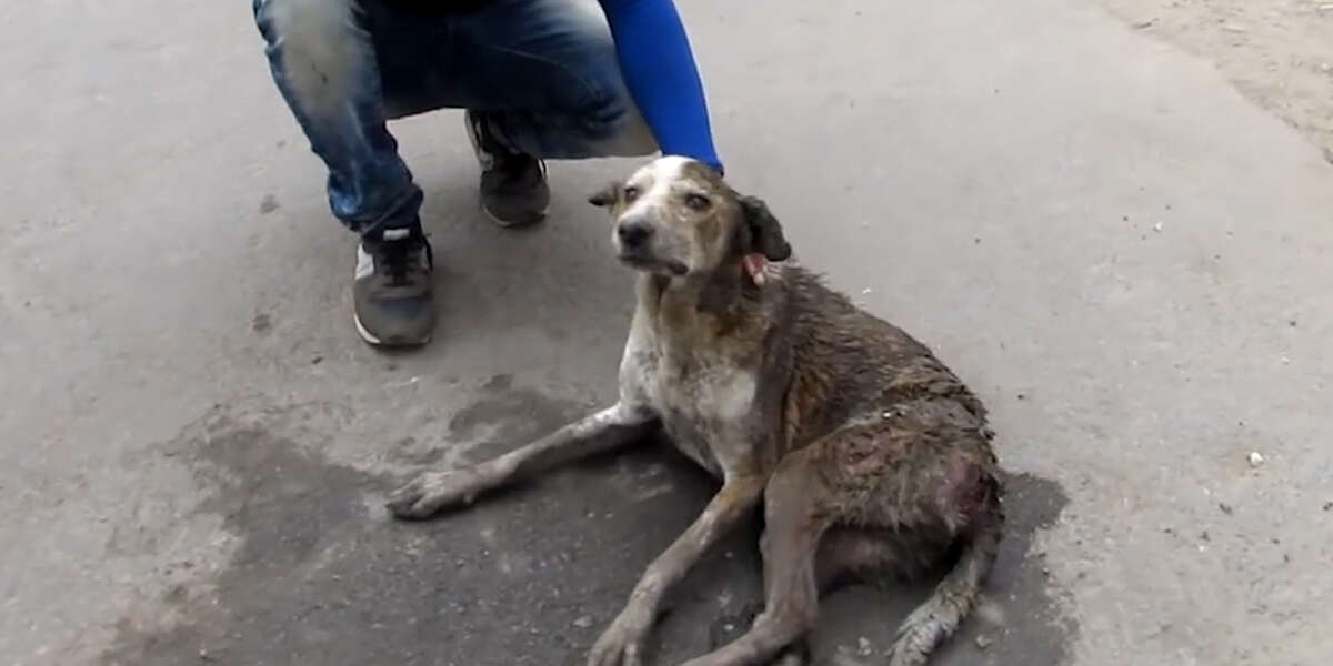Stray Dog Who Couldn't Walk Can Run So Fast Now - Videos - The Dodo