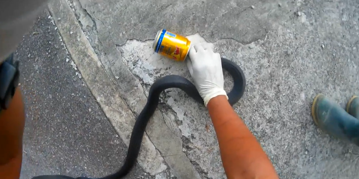 Snake Stuck In Can Is So Lucky These Guys Came Along - Videos - The Dodo