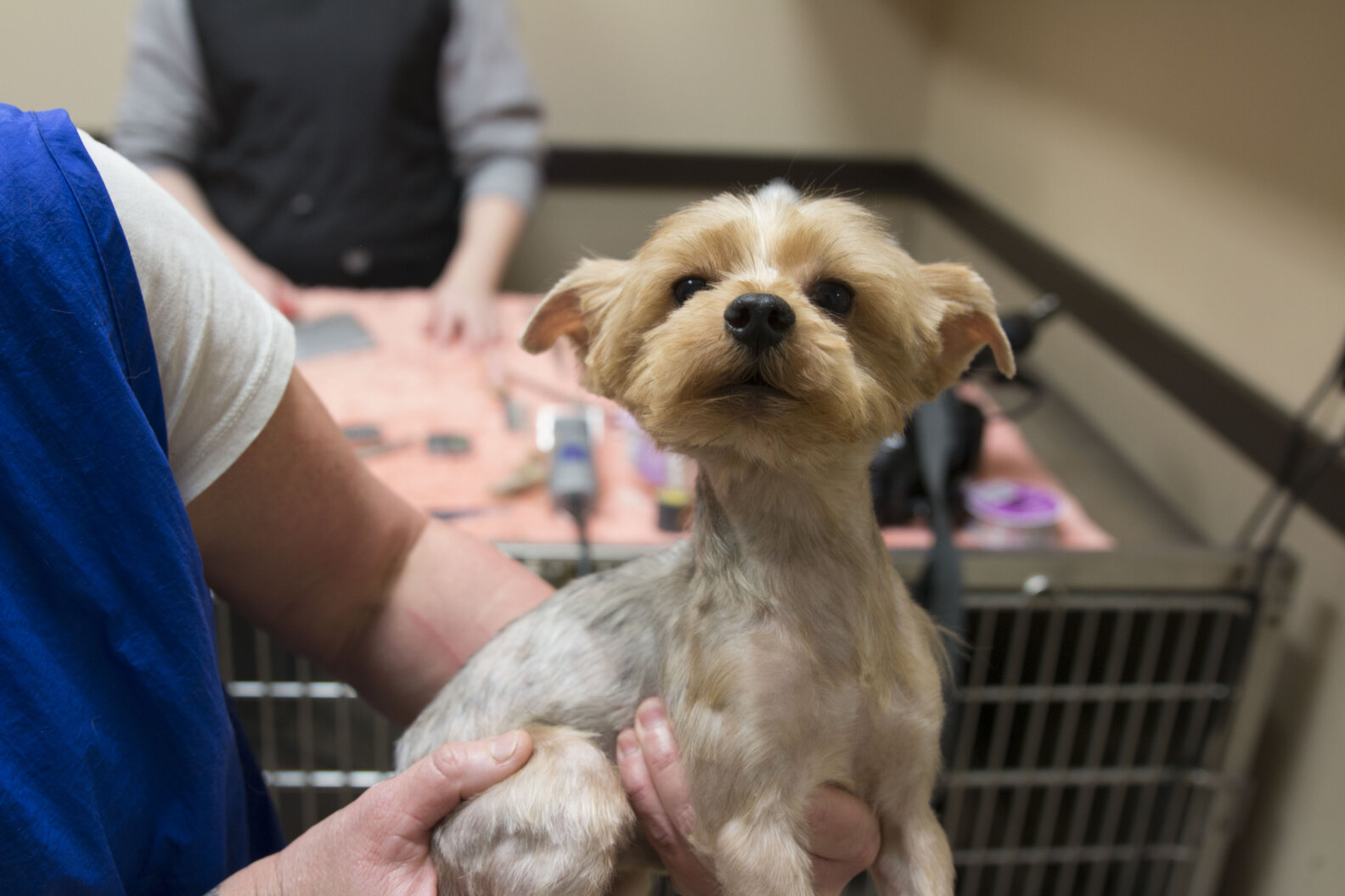 183 Yorkies Rescued From Hoarding Situation - The Dodo