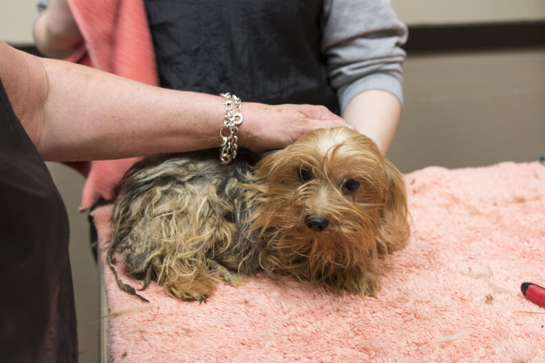 183 Yorkies Rescued From Hoarding Situation - The Dodo