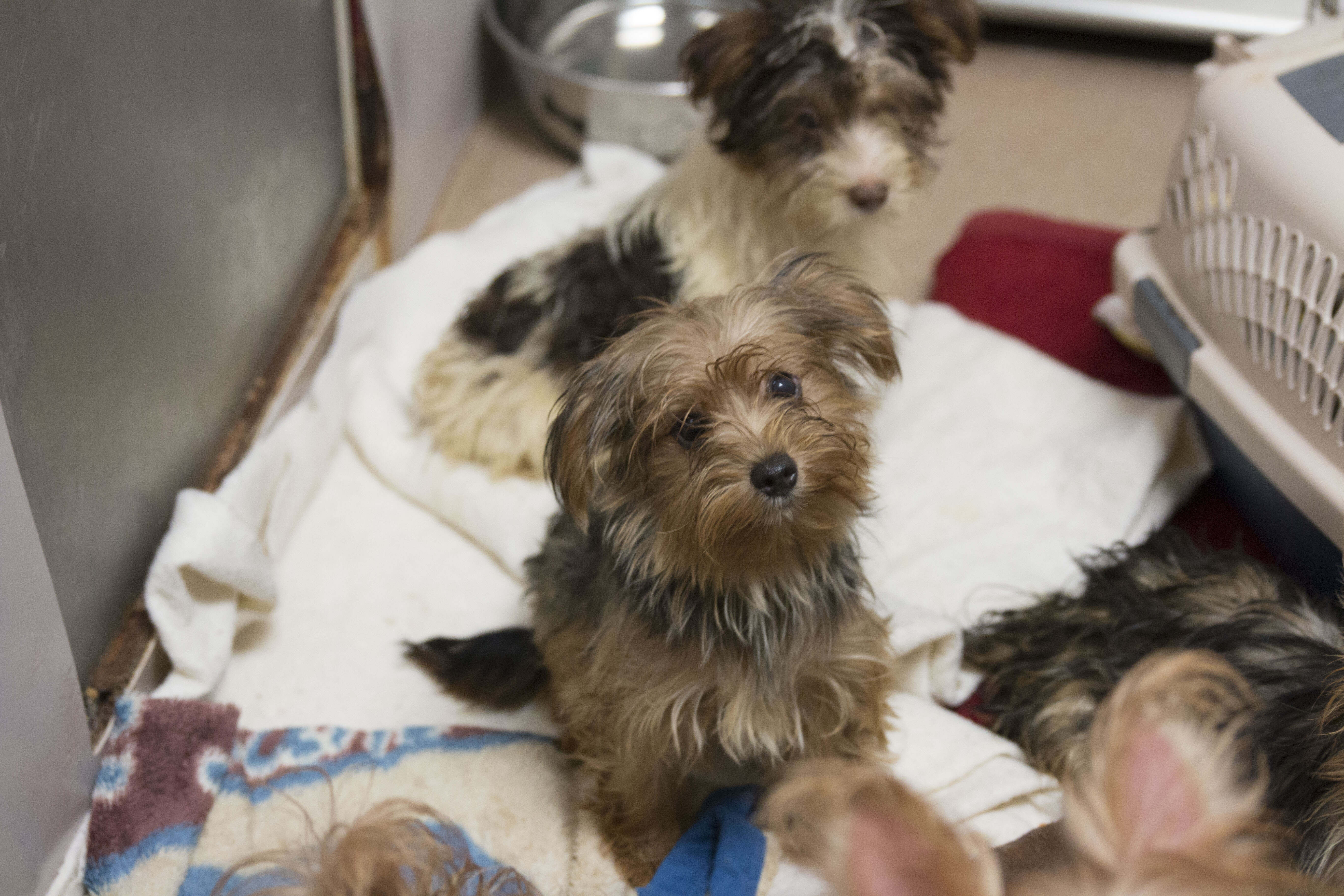 183 Yorkies Rescued From Hoarding Situation - The Dodo