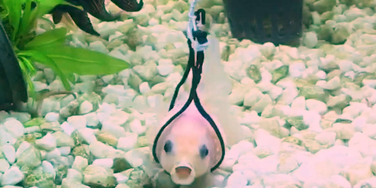 Injured Fish Gets A Harness To Help Her Swim - Videos - The Dodo