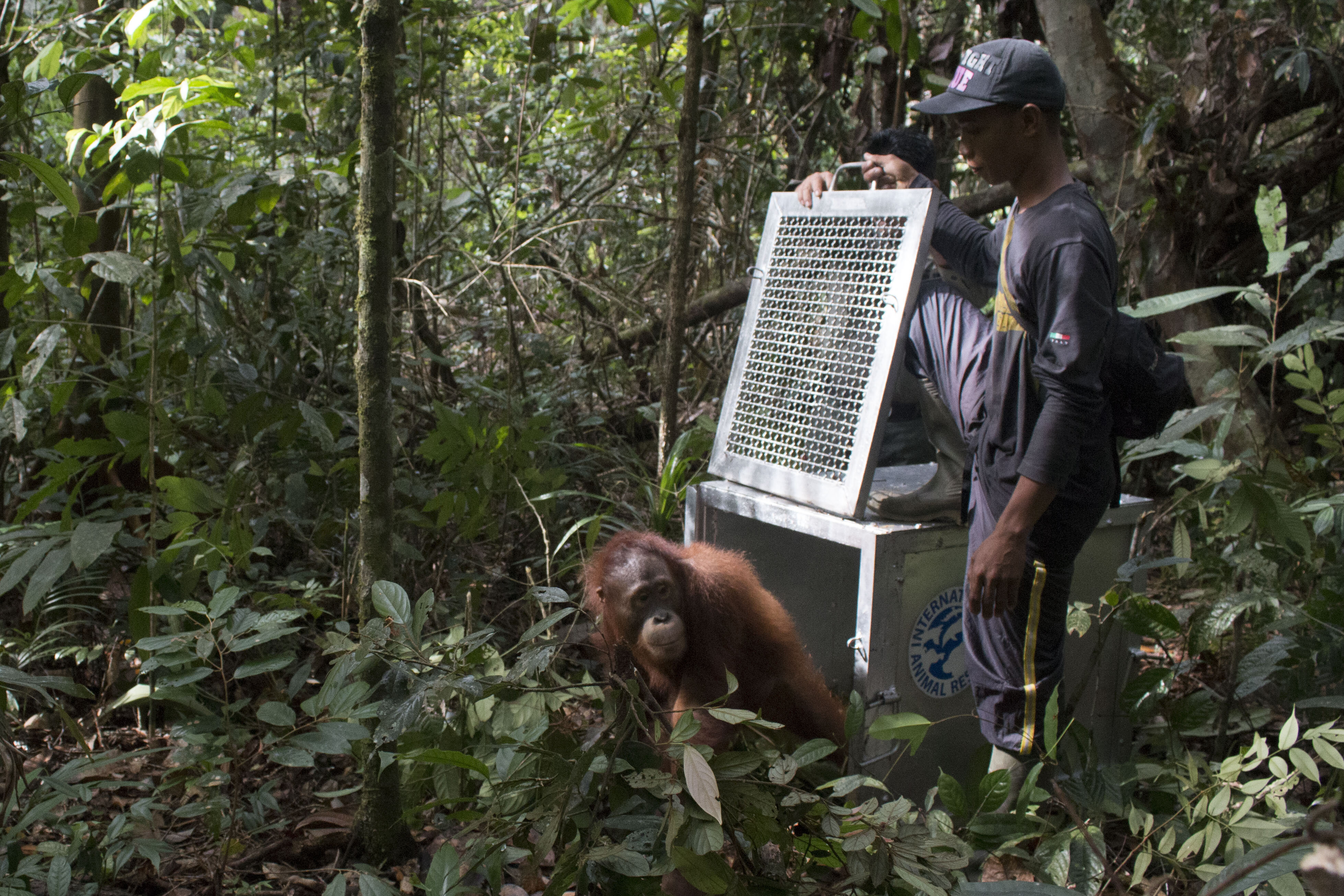 2 Rehabilitated Orangutans Are Released Back Into The Wild - The Dodo
