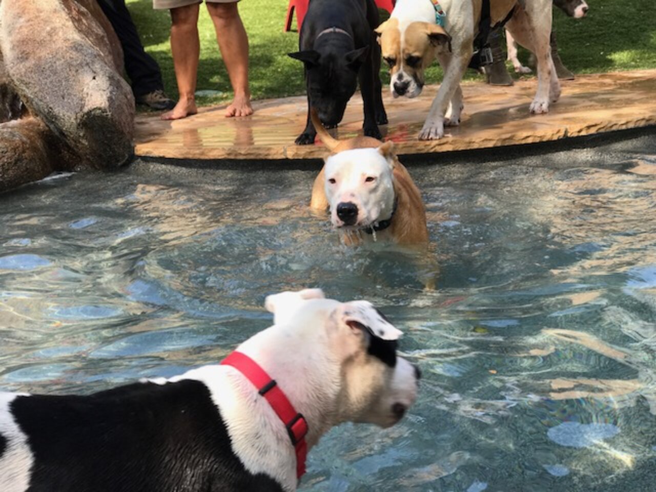 Shelter Dogs Get Their Very Own Pool Party - The Dodo